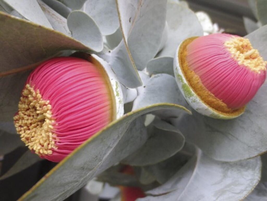 Australian Native Flowers | Camberwell Florist